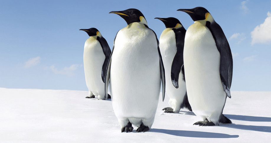 【Kuhm Cyril】- Google Penguin 4 pour le 1er trimestre 2016 ...